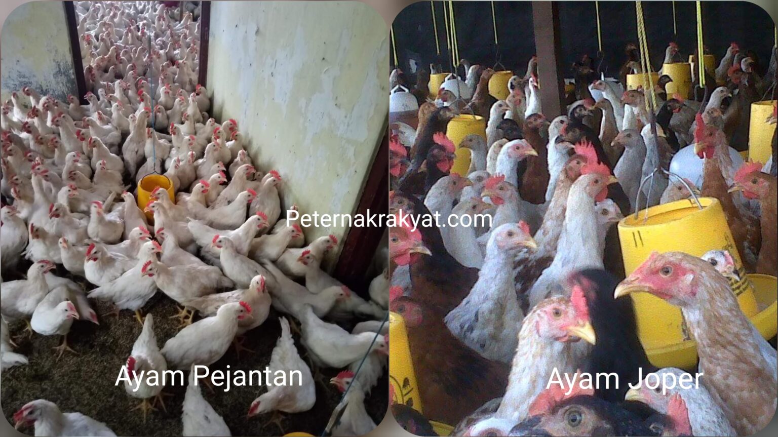 Perbedaan Ayam Pejantan Dan Ayam Joper