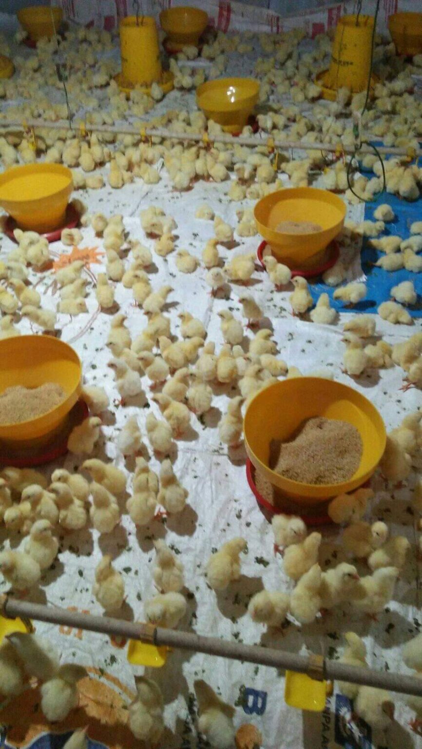 Beberapa Jenis DOC Ayam Di Indonesia