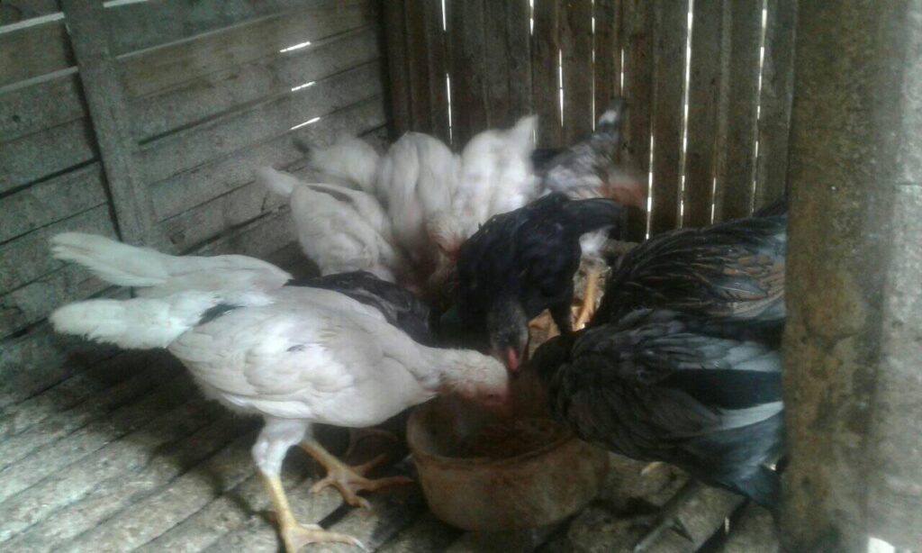 Pembahas Tentang Ayam Buras