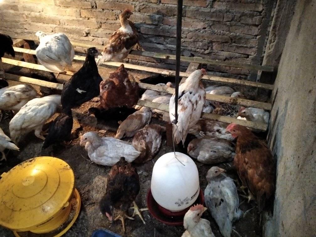 Pembahas Tentang Ayam Buras