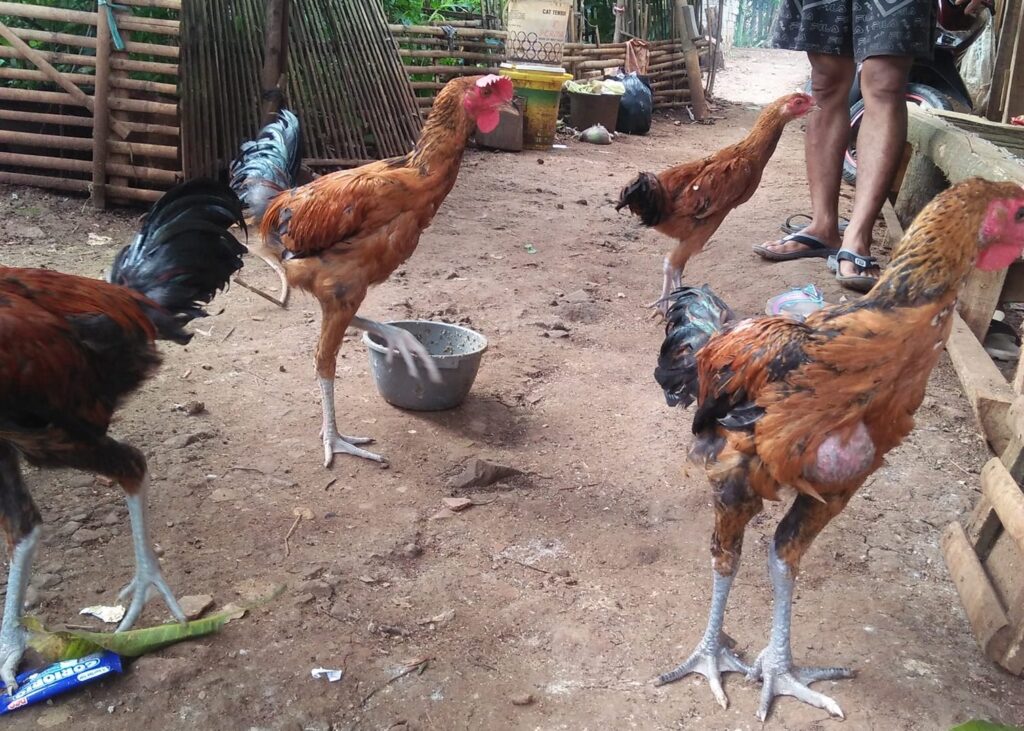 Pembahas Tentang Ayam Buras