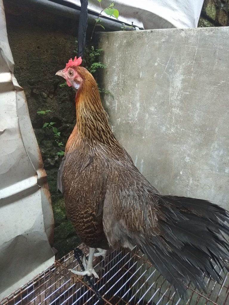 5 Penjelasan Lengkap Ayam Hutan Merah