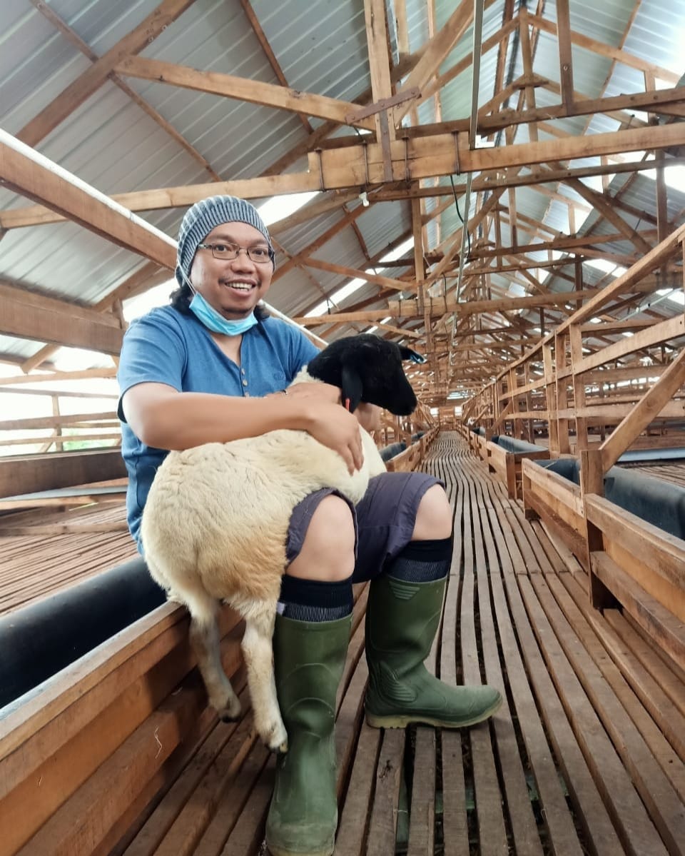 Domba Dorper Pedaging Terbaik