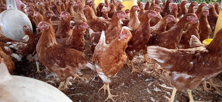 3 Strain Ayam Petelur Di Indonesia