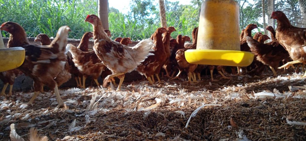 3 Strain Ayam Petelur Di Indonesia