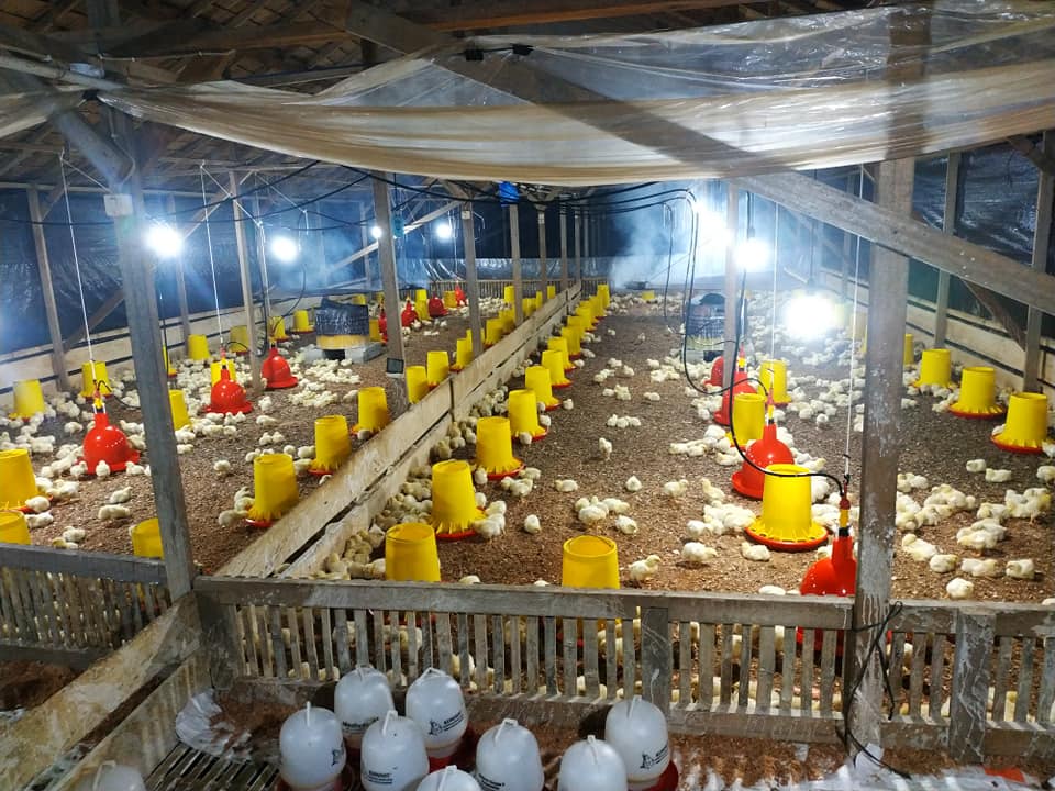 Suhu Ayam Broiler Dan Kelembapan Yang Ideal