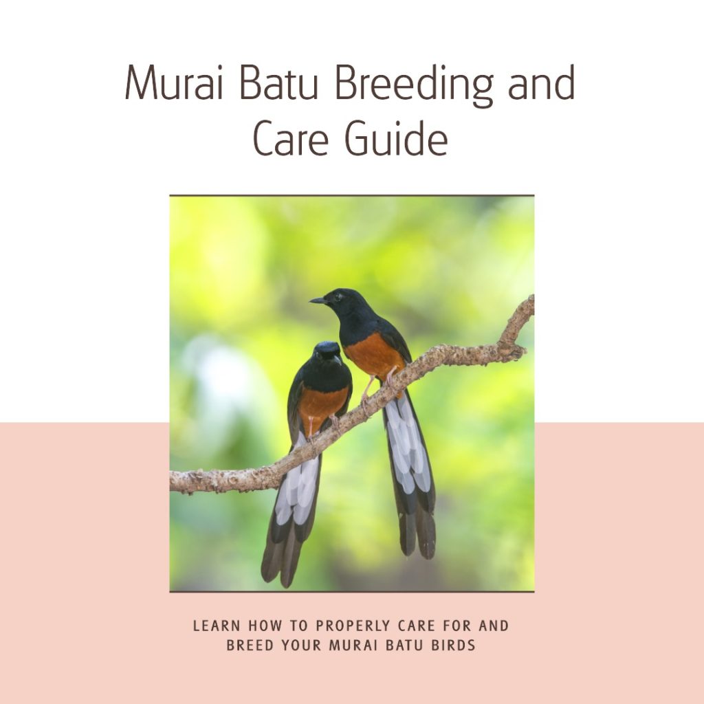 Langkah-Langkah Sukses dalam Cara Ternak Murai Batu
