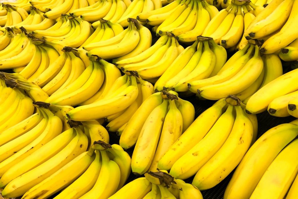 Panduan Lengkap Budidaya Pisang Cavendish