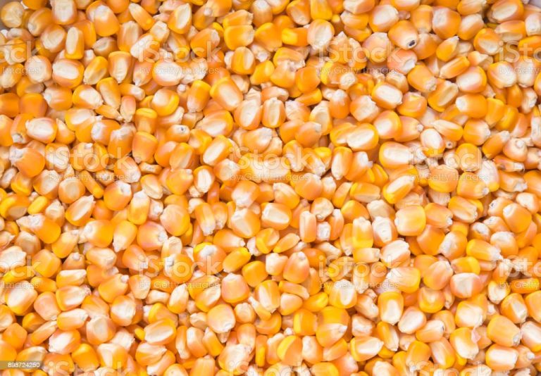 Panduan Lengkap Jagung Sebagai Pakan Ternak