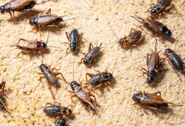Memulai Cara Ternak Ikan Nila: Panduan Terperinci untuk Pemula Memulai Cara Ternak Ikan Nila: Panduan Terperinci untuk Pemula