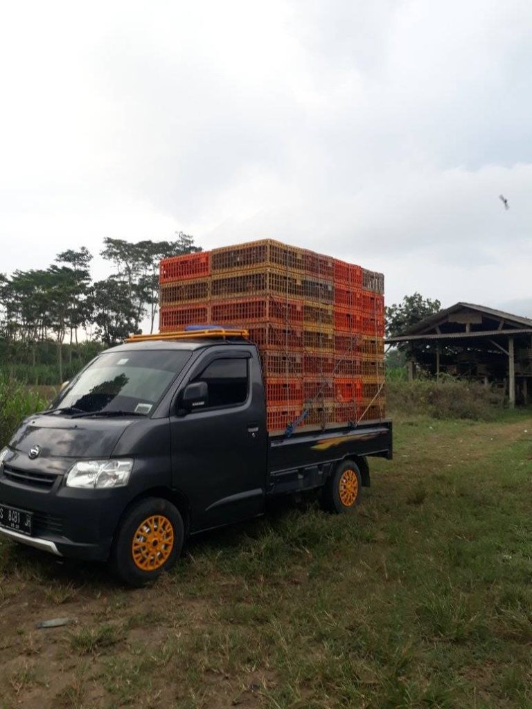 Pembahasan Lengkap Ayam Afkir: Karakteristik, Ciri, dan Tips Ternak ...